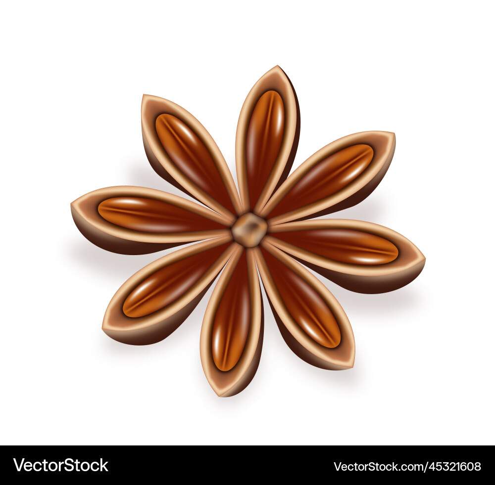 Realistic anise star dry aniseed isolated Vector Image