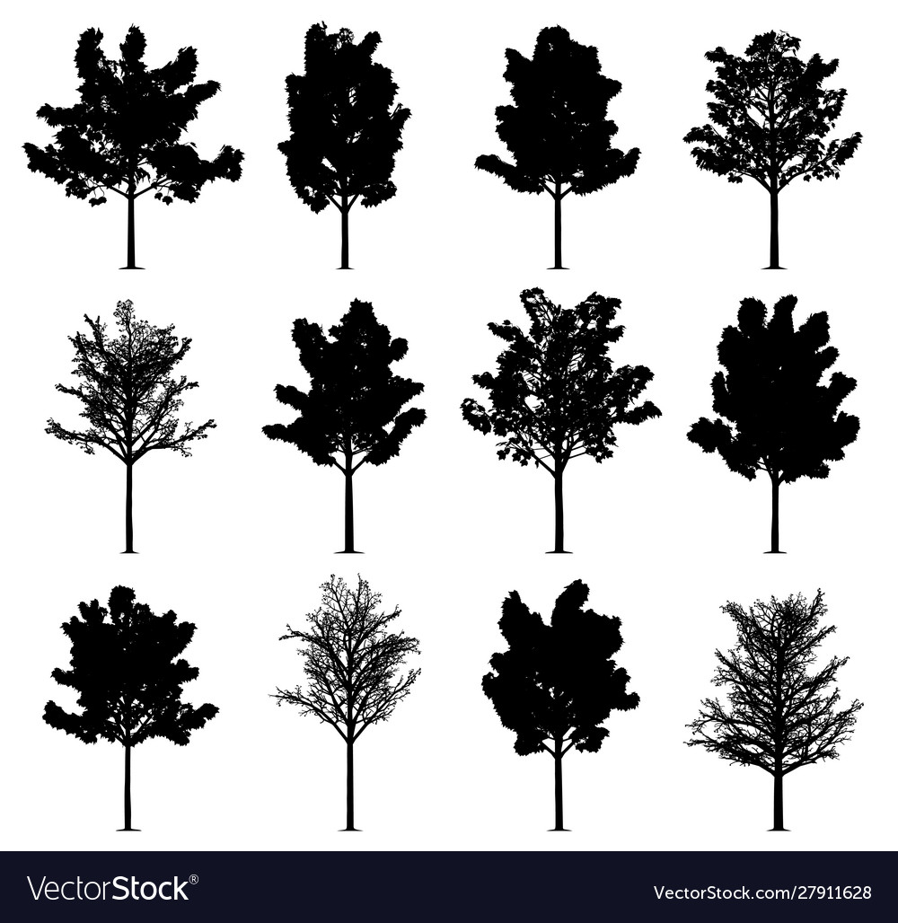 Maple trees Royalty Free Vector Image - VectorStock