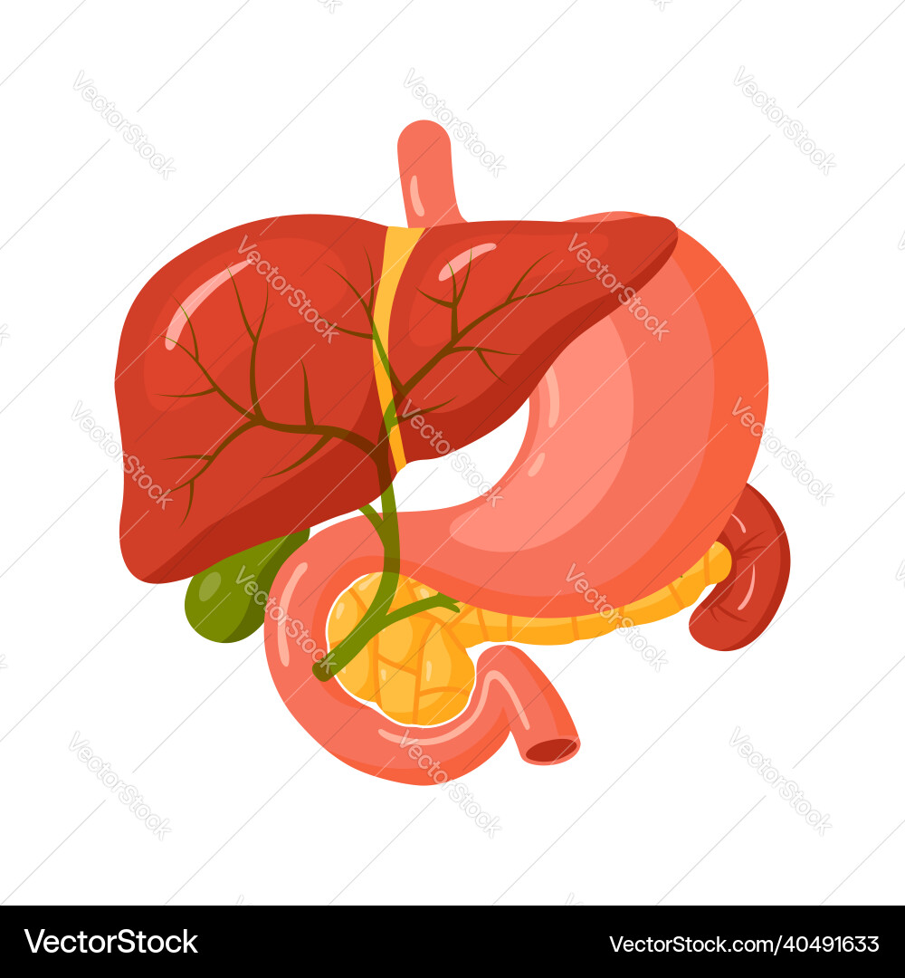 Bile duct concept image in cartoon style Vector Image