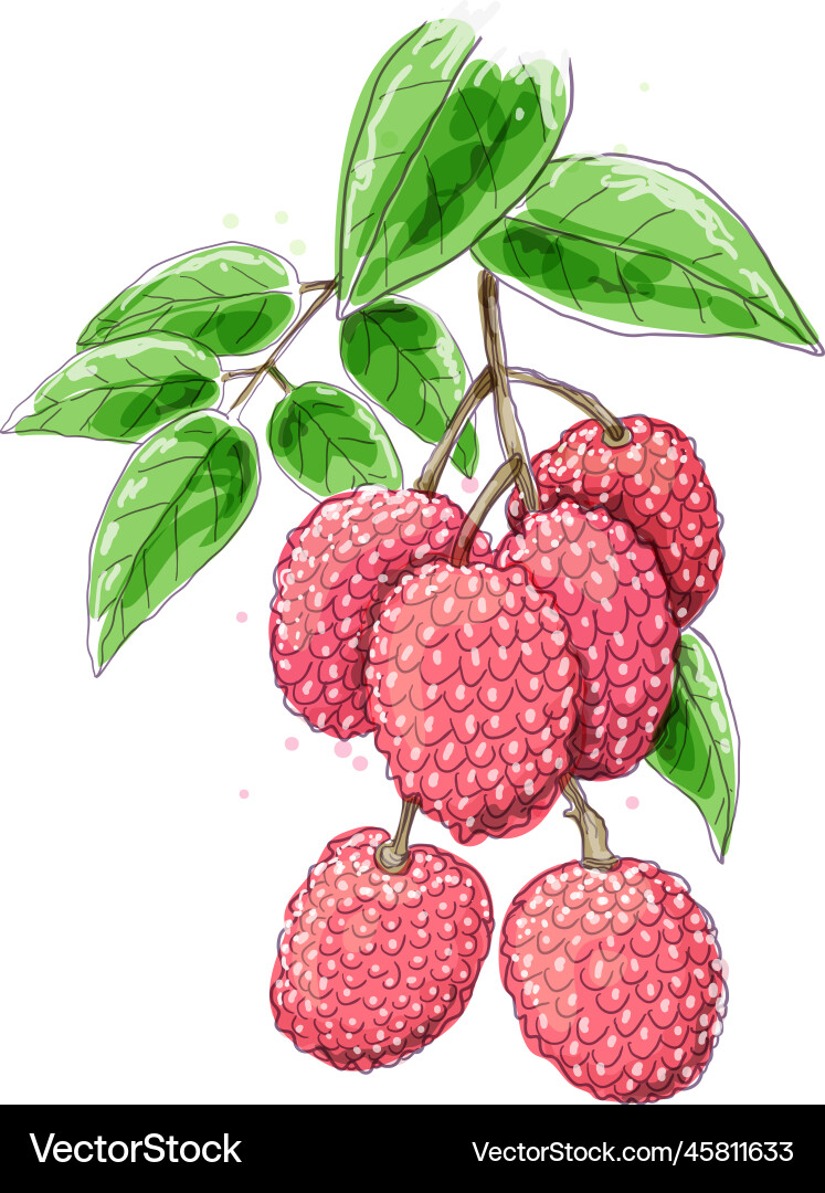 Litchi watercolor branch Royalty Free Vector Image