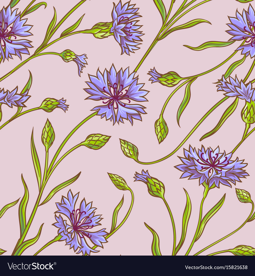 Cornflower pattern Royalty Free Vector Image - VectorStock