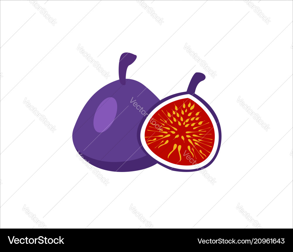 Fig purple whole fruit and halfsummer tropical Vector Image
