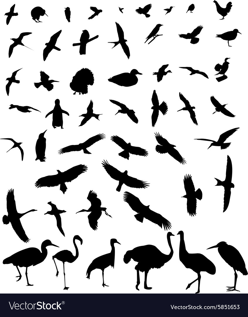 Birds Royalty Free Vector Image - VectorStock