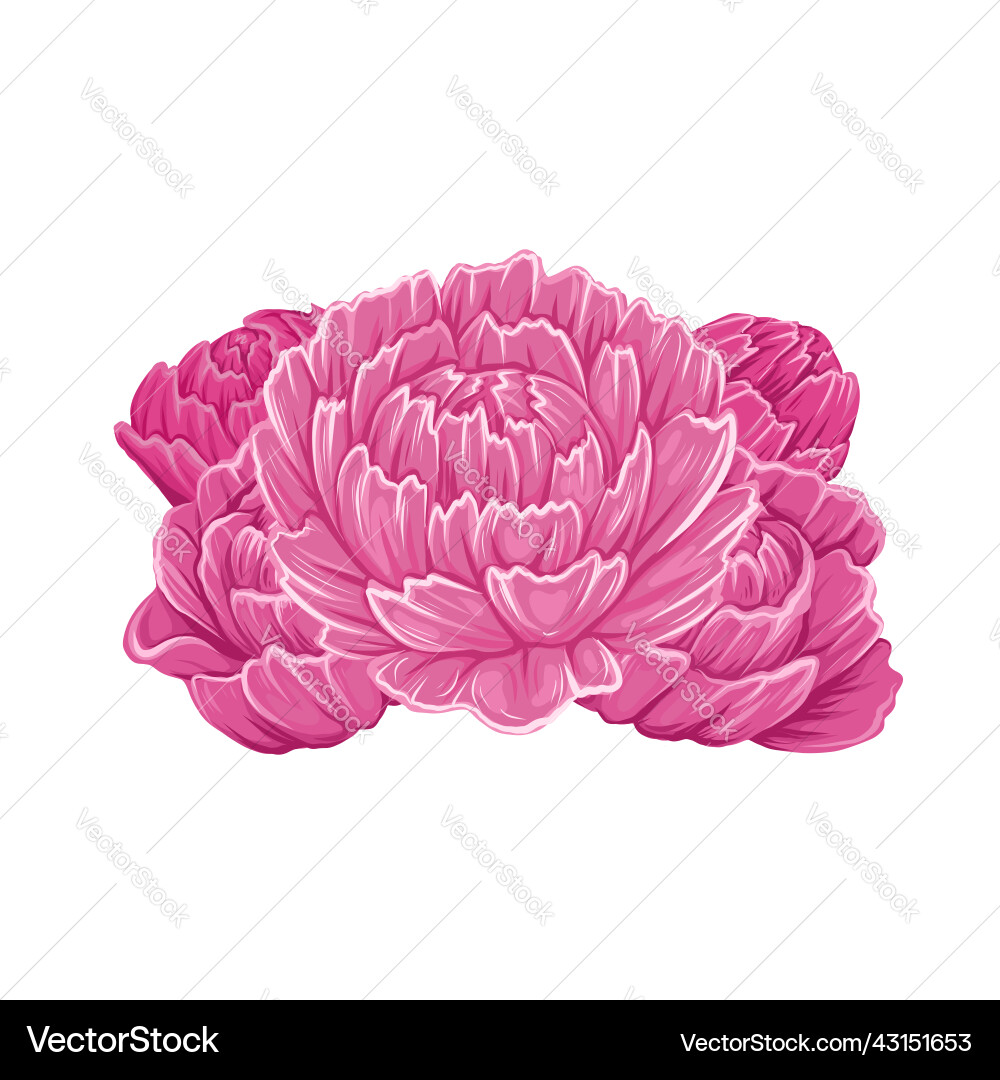 Lush peony flower head isolated from background Vector Image