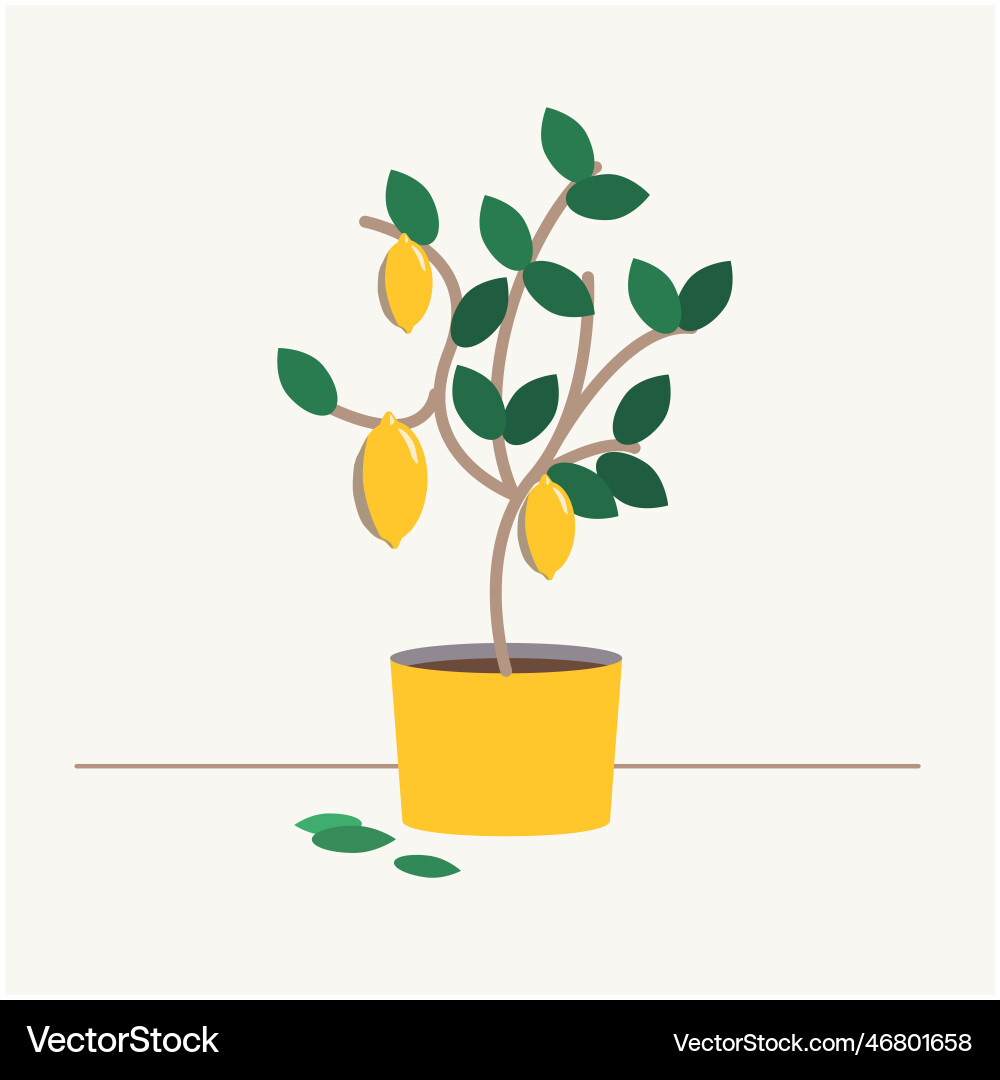 Lemon tree in a pot harvest 3 lemons Royalty Free Vector