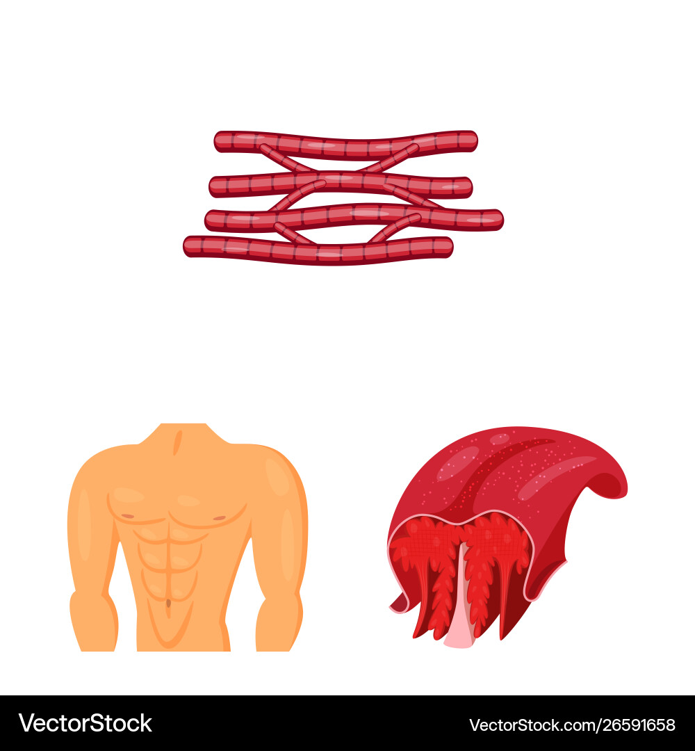 Muscle and cells icon Royalty Free Vector Image