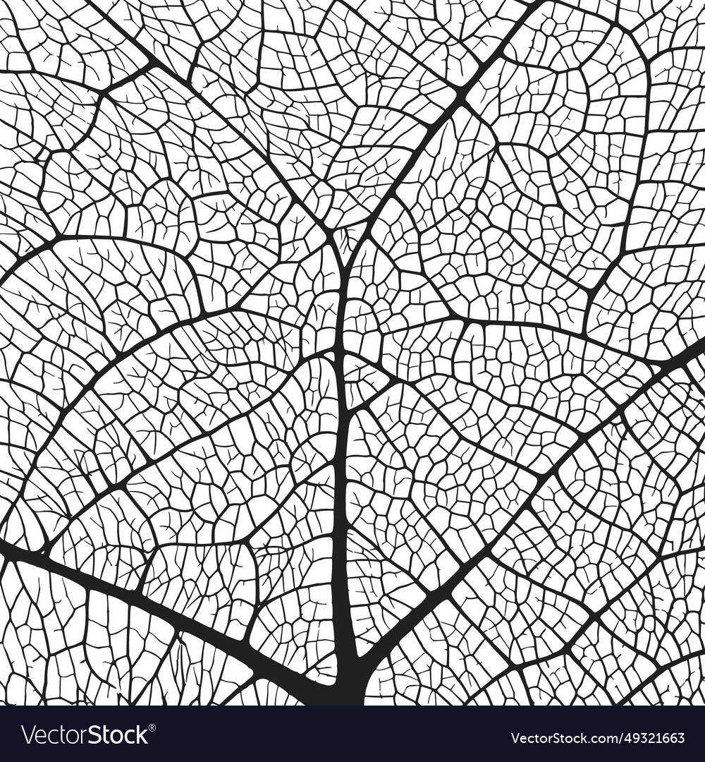 Leaf vein texture abstract background with close Vector Image