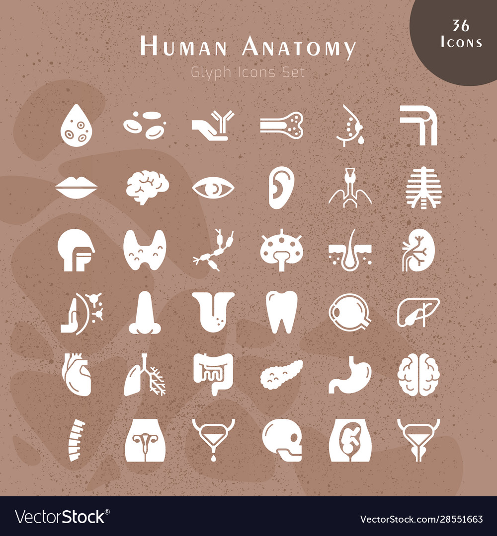 Set icons internal human organs Royalty Free Vector Image