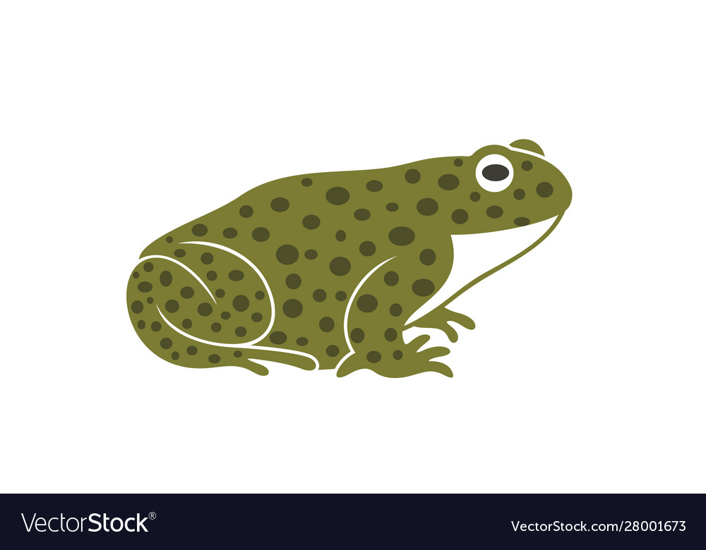 Frog Royalty Free Vector Image - VectorStock