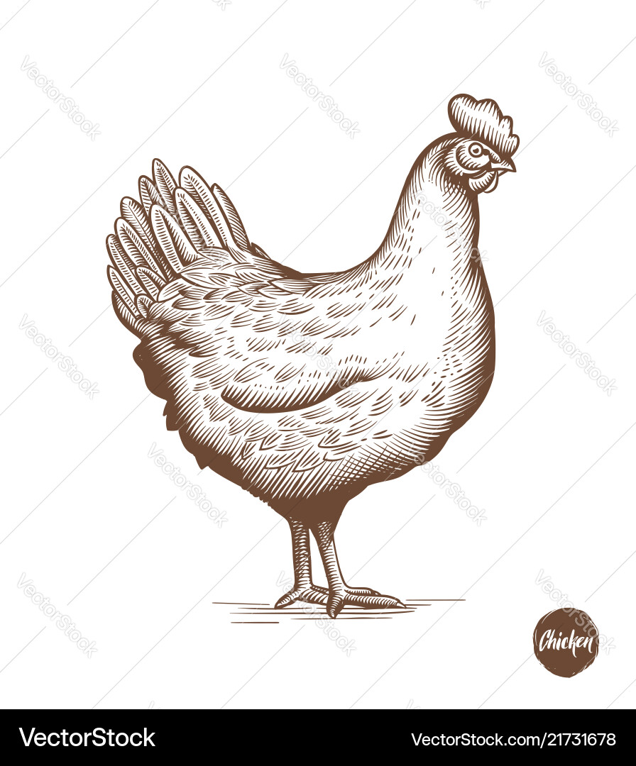 Chicken hand drawn in engraving Royalty Free Vector Image