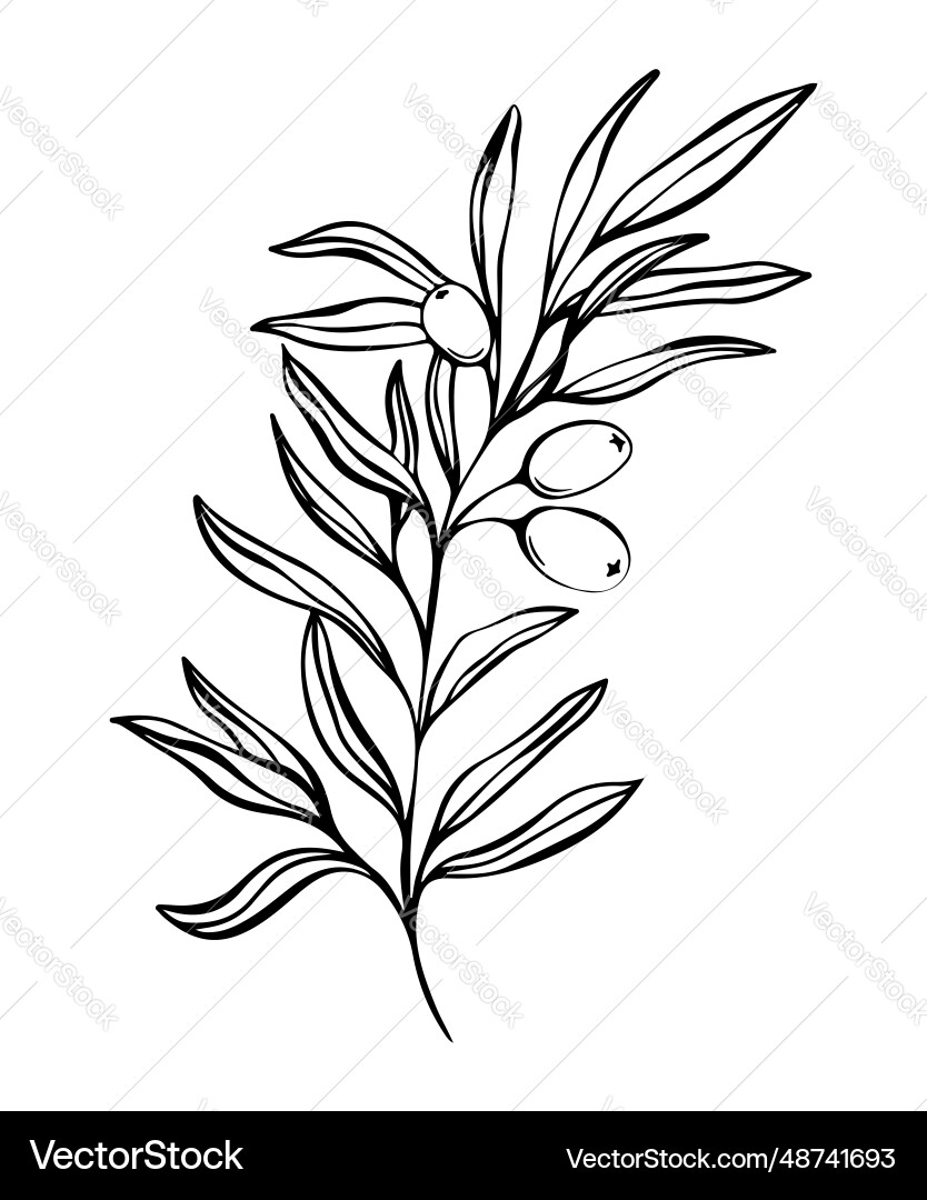 Botanical line of olive branch Royalty Free Vector Image
