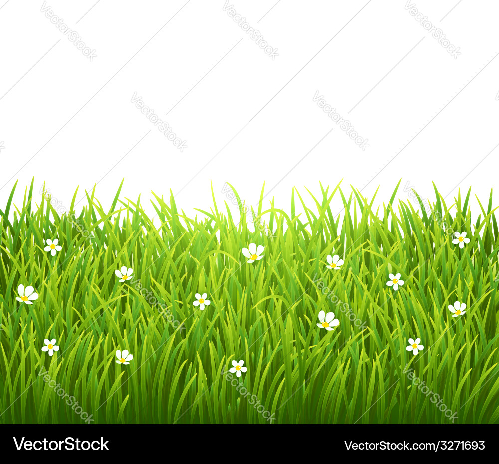 Green isolated grass with flowers on white Vector Image