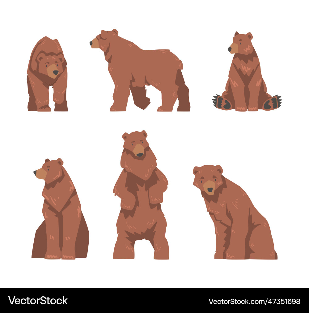 Brown bear as large wild terrestrial carnivore Vector Image