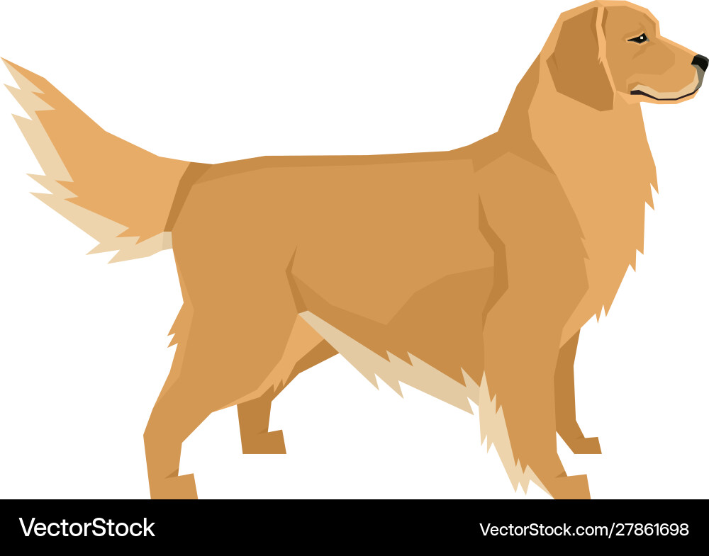 Dogs golden retriever Royalty Free Vector Image