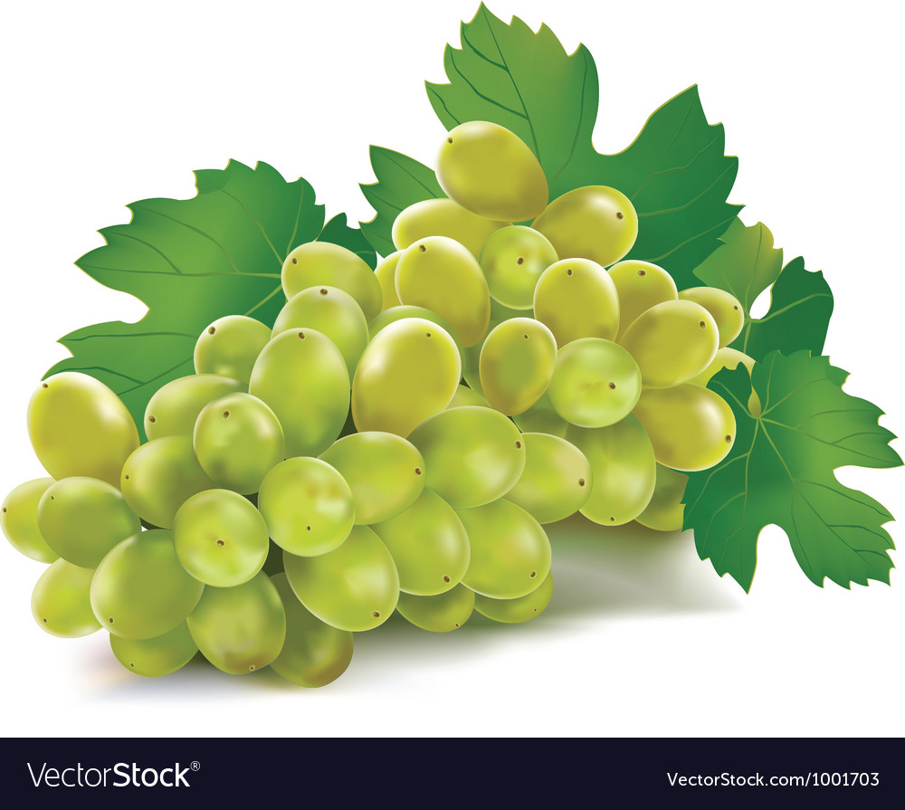 Grape Royalty Free Vector Image - VectorStock