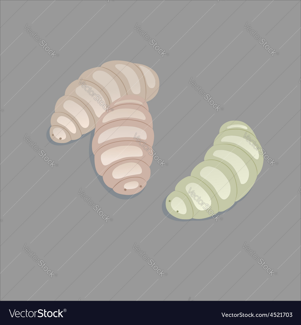 Maggots Royalty Free Vector Image - VectorStock