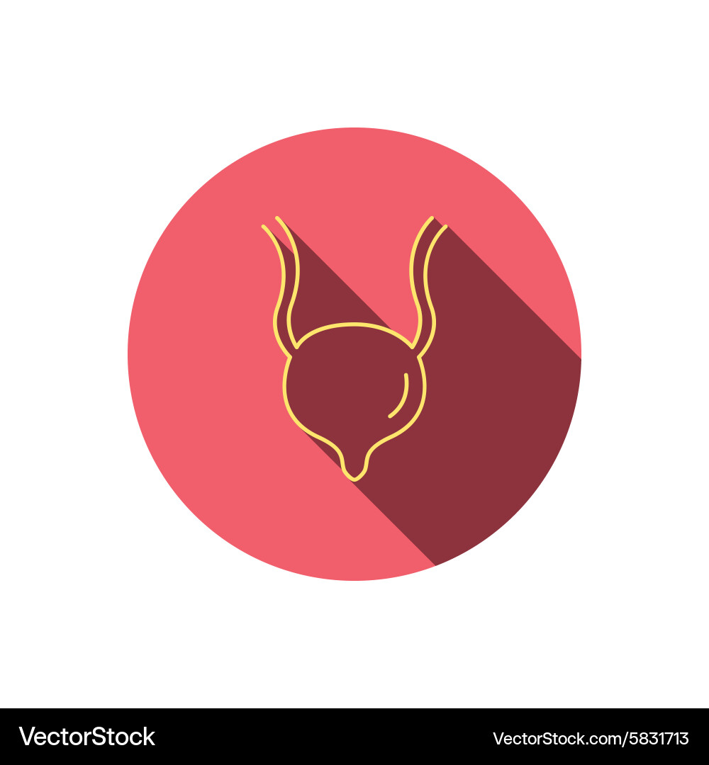 Urinary bladder icon Human body organ sign Vector Image