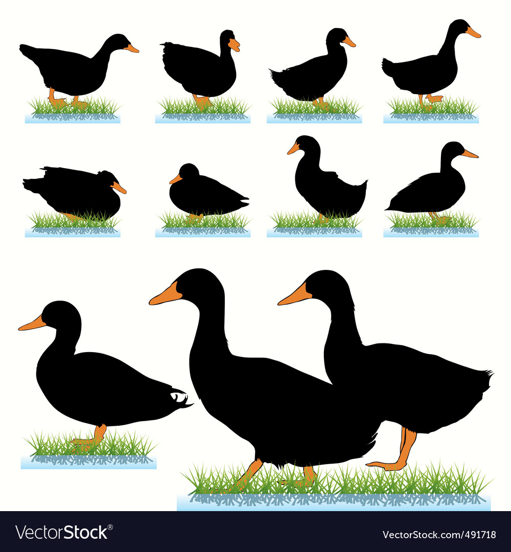 Ducks set Royalty Free Vector Image - VectorStock