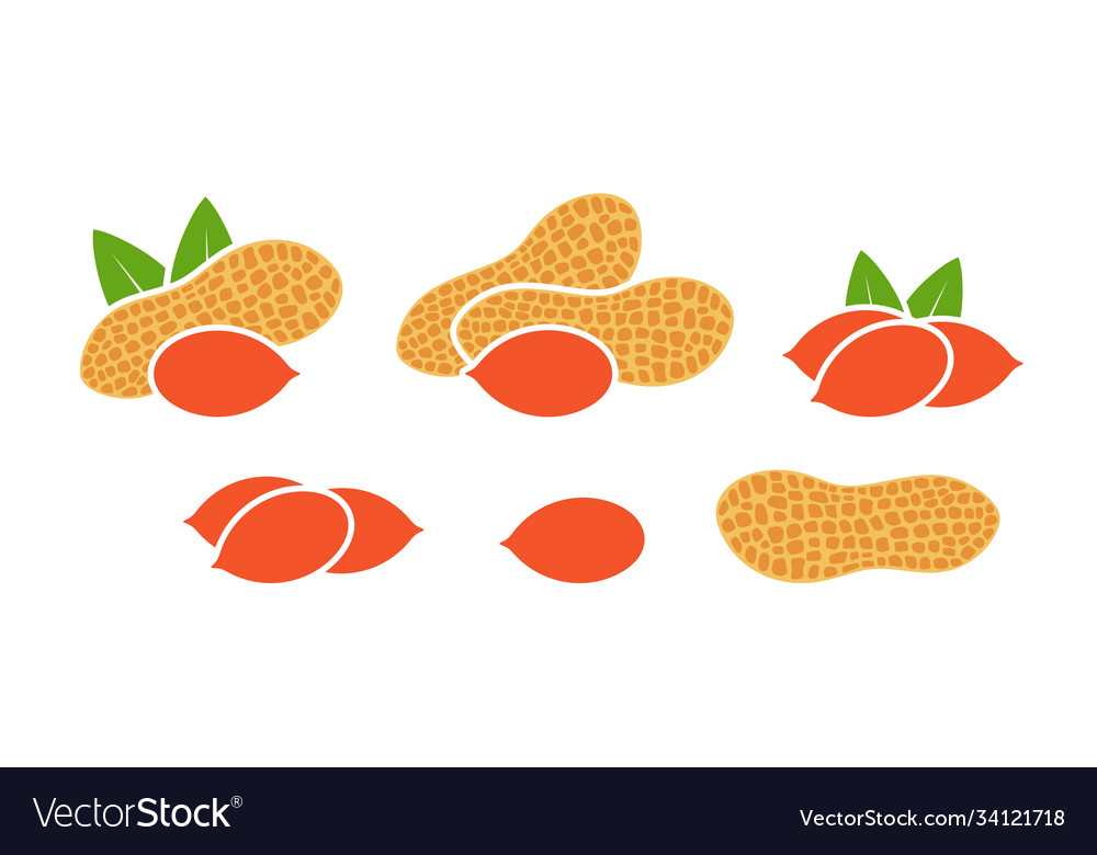Peanut Royalty Free Vector Image - VectorStock