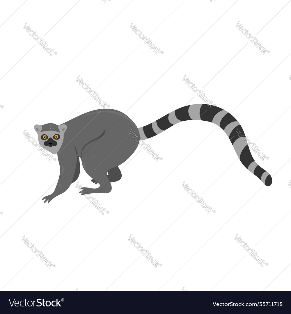 Ring-tailed lemur isolated on white background Vector Image