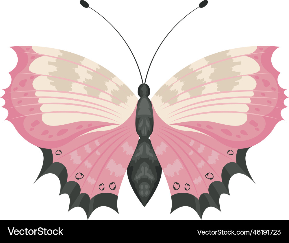 Pink and white butterfly Royalty Free Vector Image
