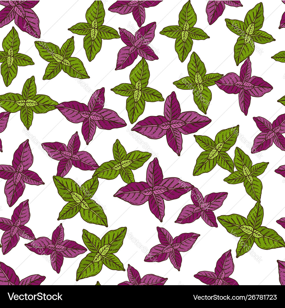Sweet basil culinary and aromatic herb seamless Vector Image