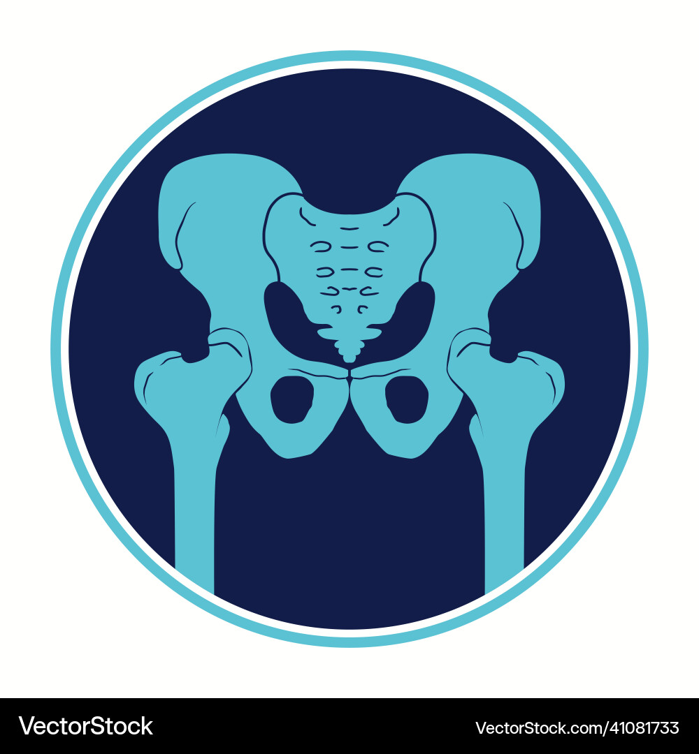 Pelvis icon hip joint the structure of human Vector Image