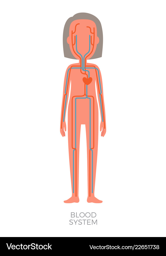 Blood system of human poster Royalty Free Vector Image