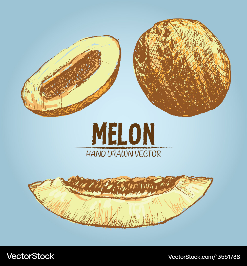 Digital detailed color melon hand drawn Royalty Free Vector