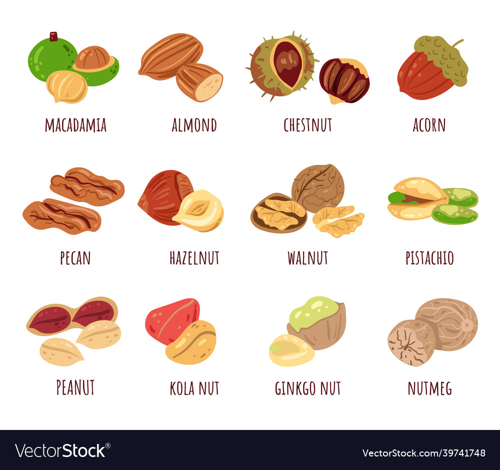 Different nut isolated design element set Vector Image