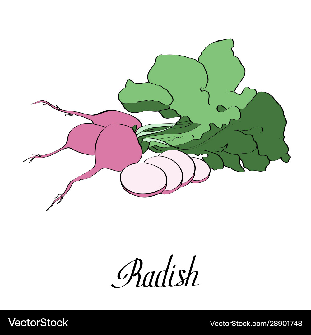 Ink radish for card with text Royalty Free Vector Image