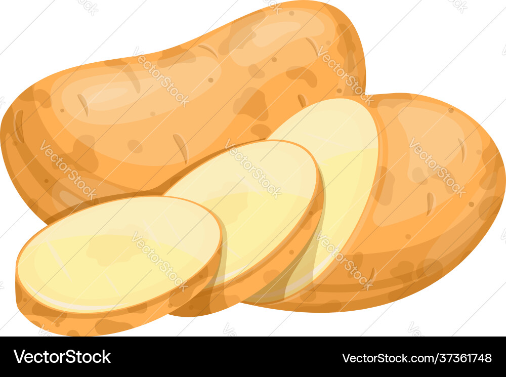Whole root crops and sliced pieces potato Vector Image