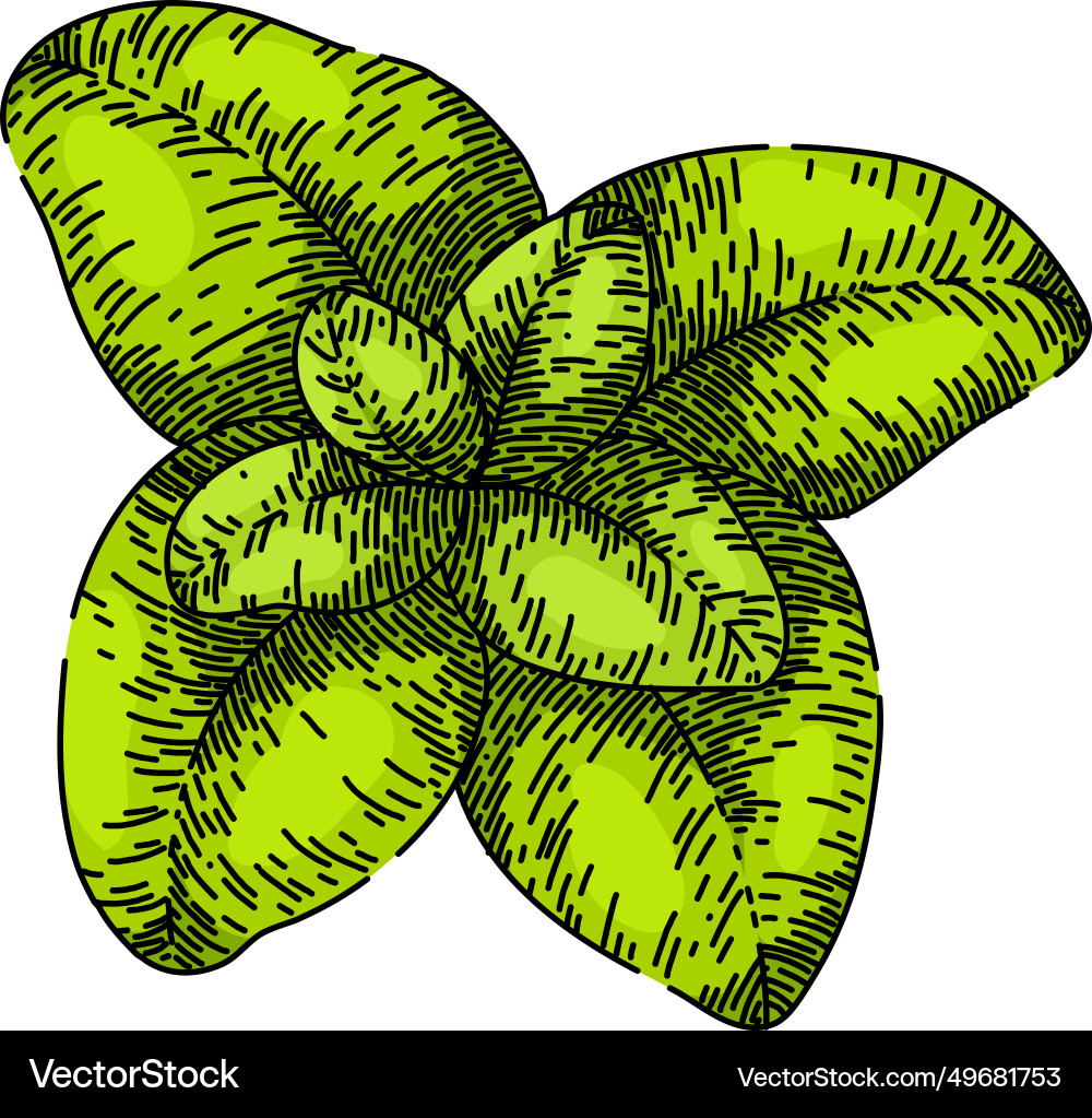 Fresh oregano sketch hand drawn Royalty Free Vector Image