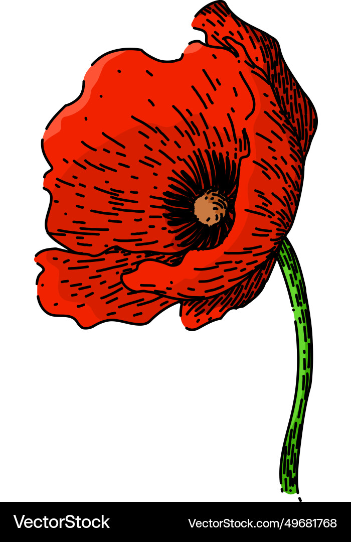 Red poppy sketch hand drawn Royalty Free Vector Image