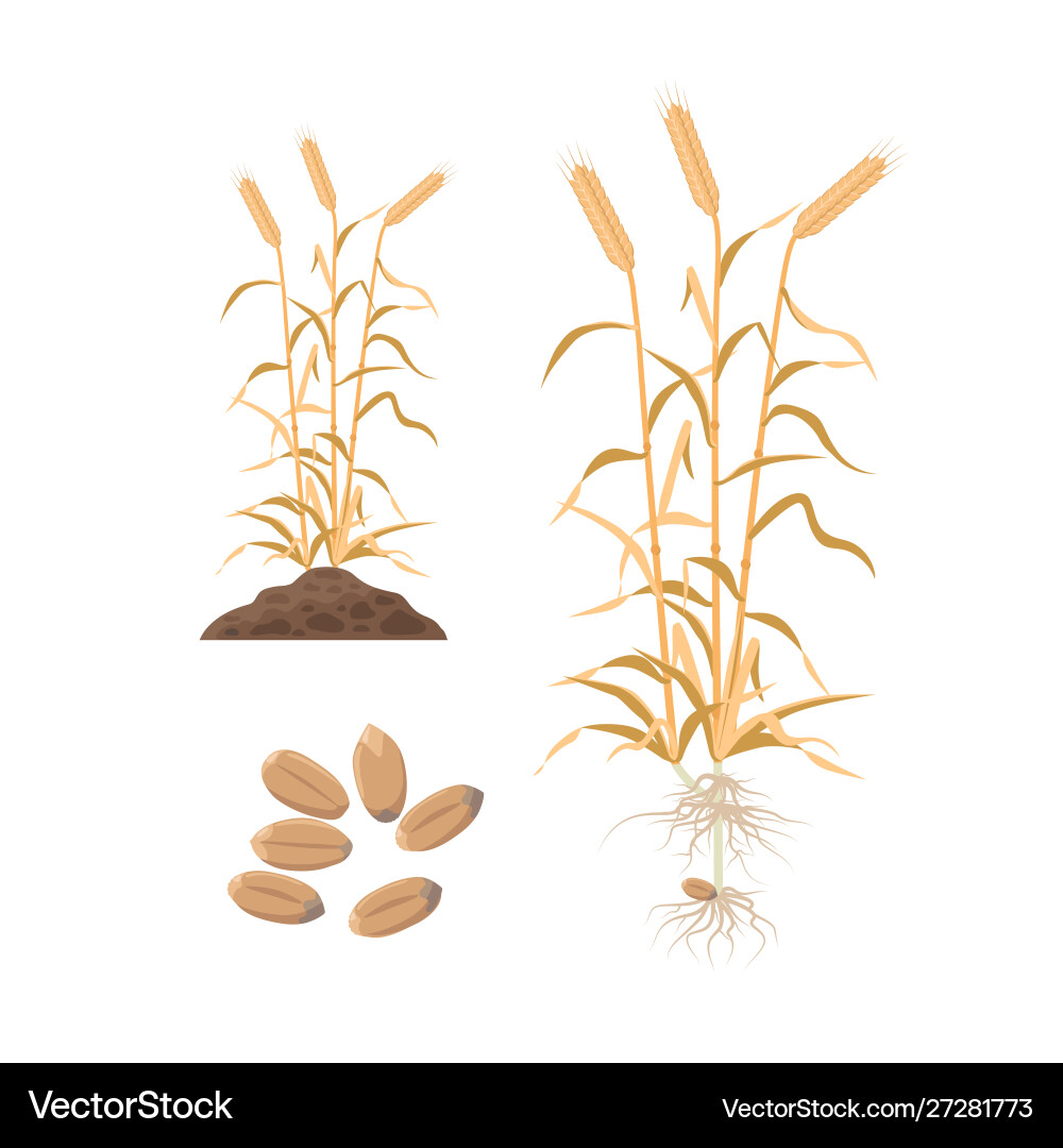 Wheat mature plant with grains roots Royalty Free Vector