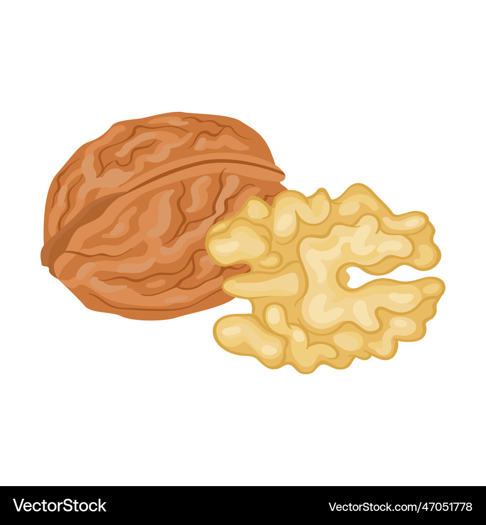 Nuts of walnut almond Royalty Free Vector Image