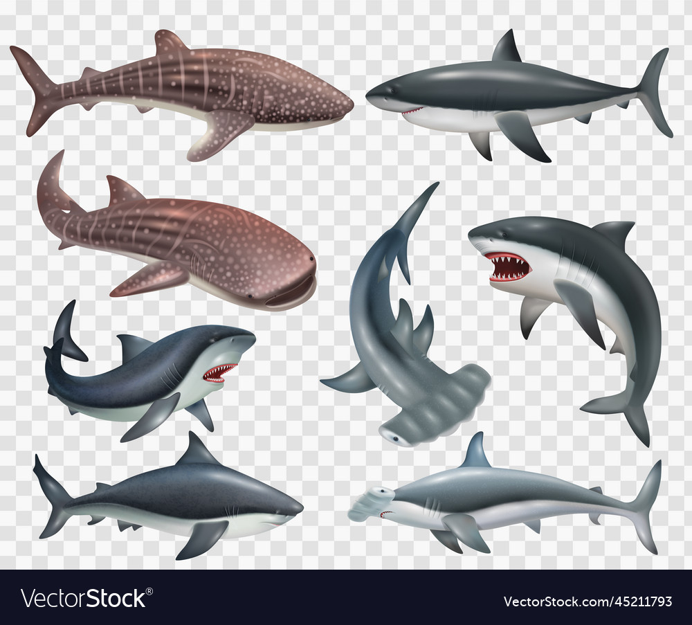 Shark realistic set Royalty Free Vector Image - VectorStock