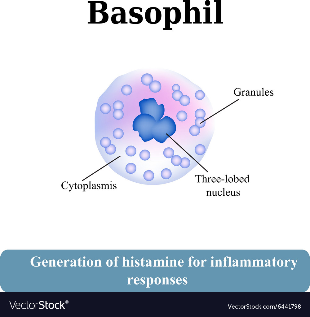 Structure Of A Basophil Download Scientific Diagram