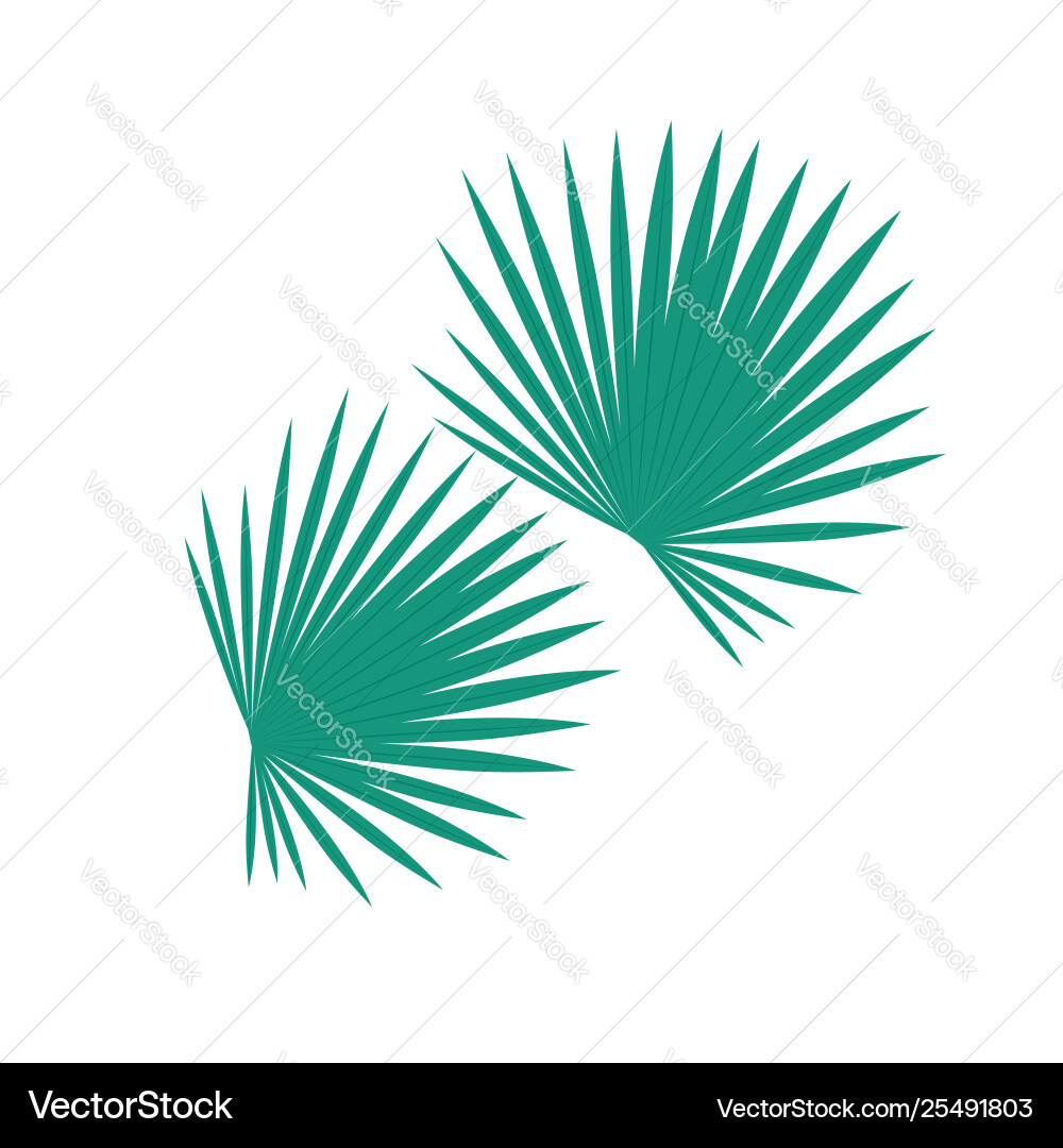 Tropical palm leaves isolated on white background Vector Image