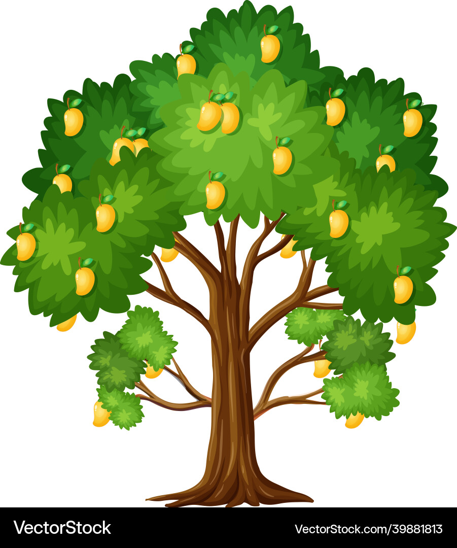 Yellow mango tree isolated on white background Vector Image