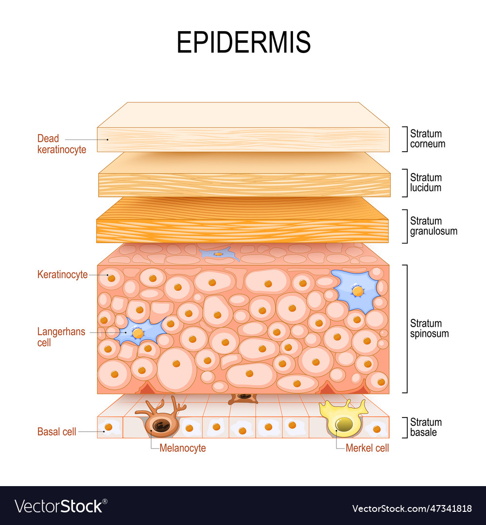 Epidermis Structure Skin Anatomy Cell And Vector Image