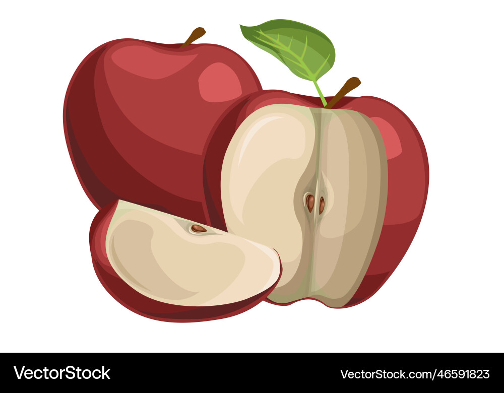 Red apples cut still life collection whole Vector Image