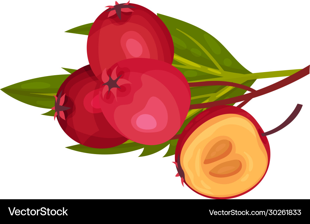 Quickthorn or hawthorn berries rested on leafy Vector Image