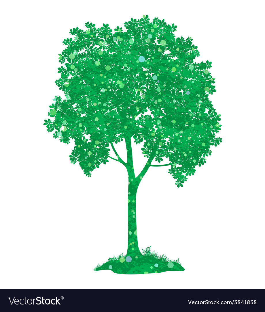 Chestnut tree Royalty Free Vector Image - VectorStock