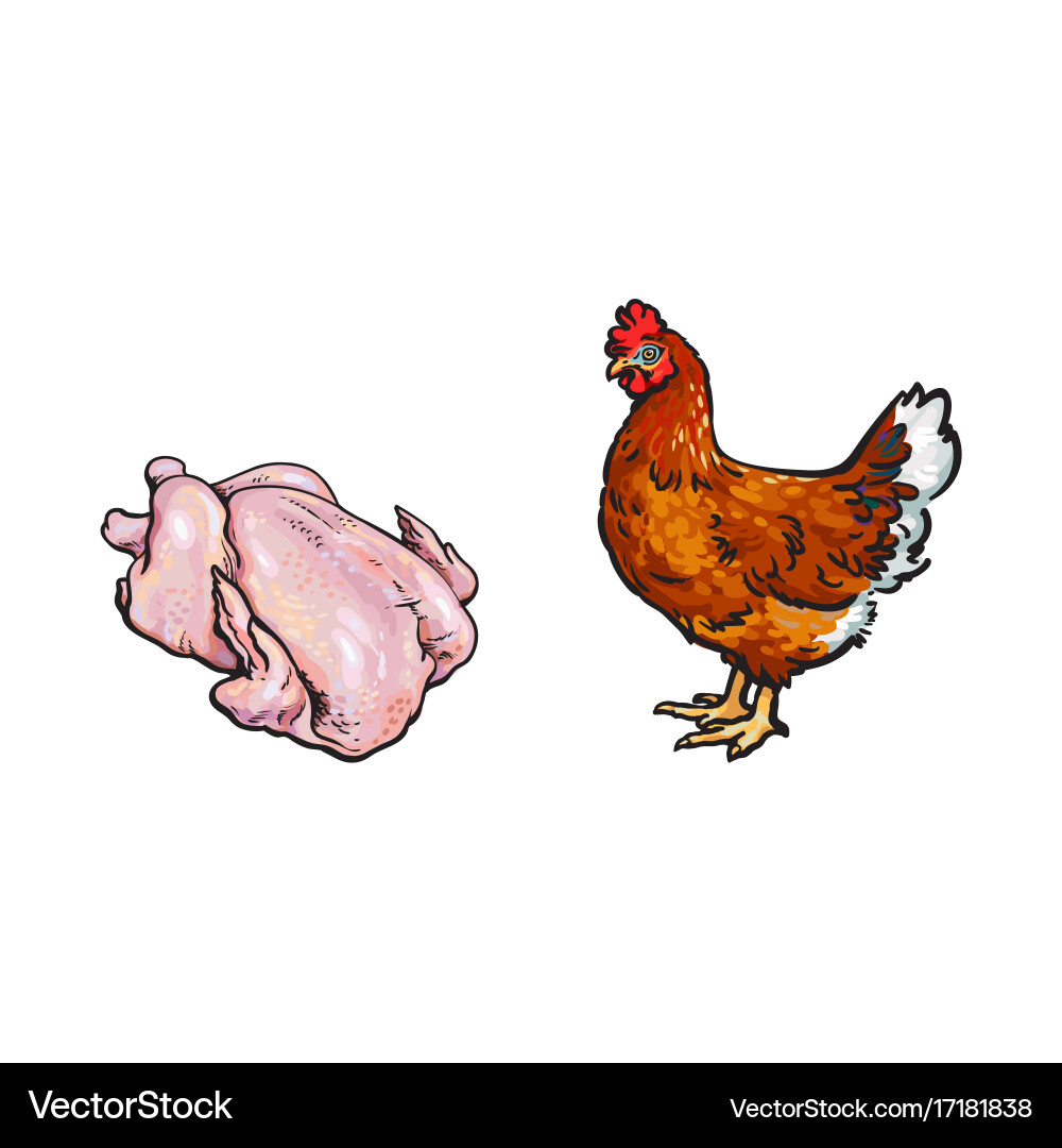 Chicken and cutted hen carcass sketch set Vector Image