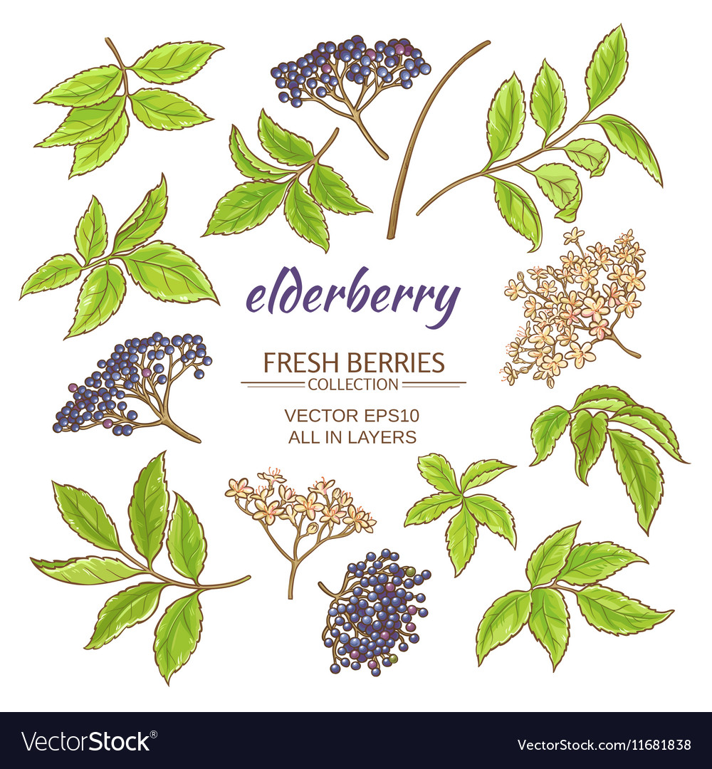 Elderberry set Royalty Free Vector Image - VectorStock Elderberry set Royalty Free Vector Image - VectorStock