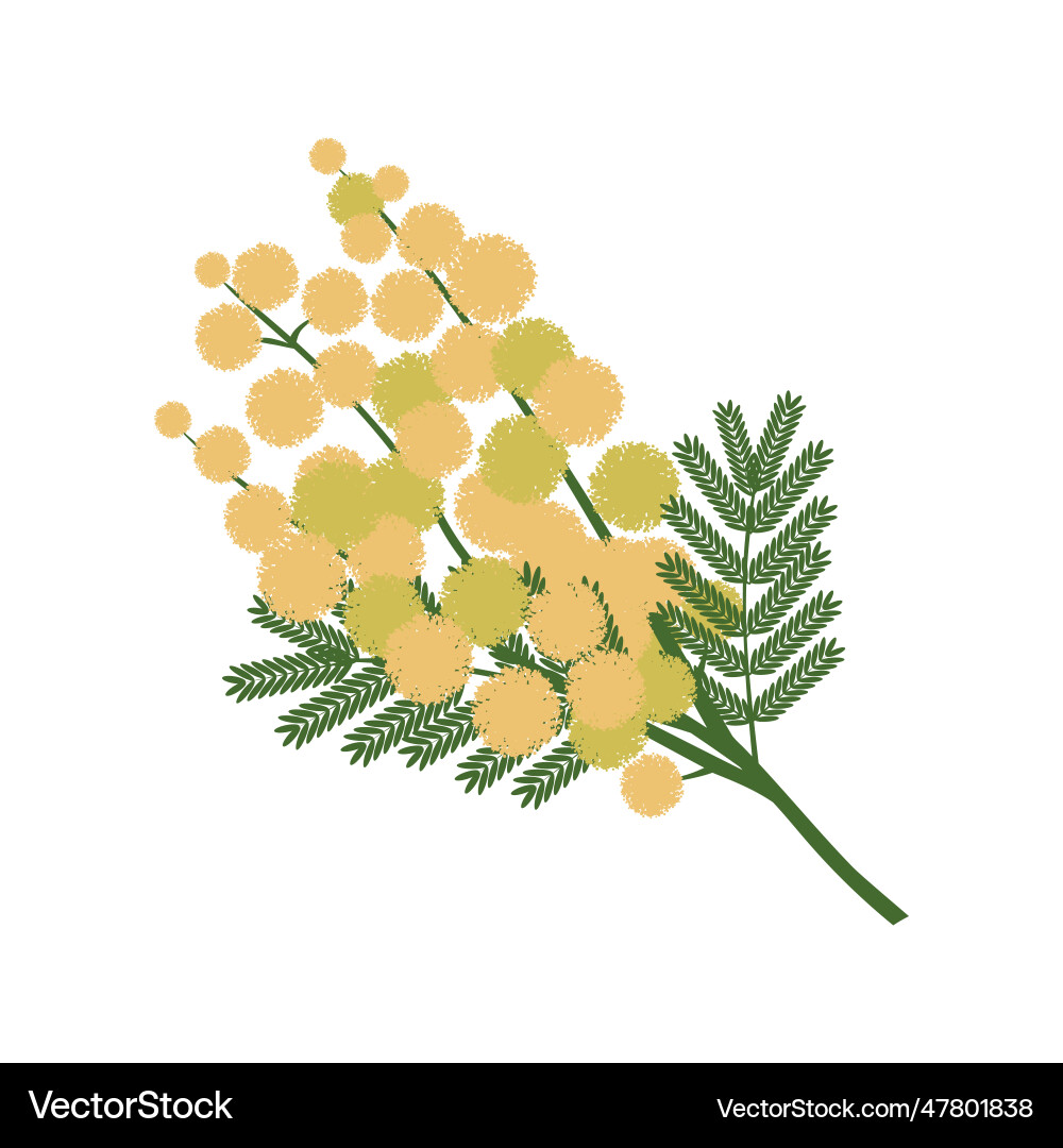 Mimosa branches with yellow round flowers Vector Image