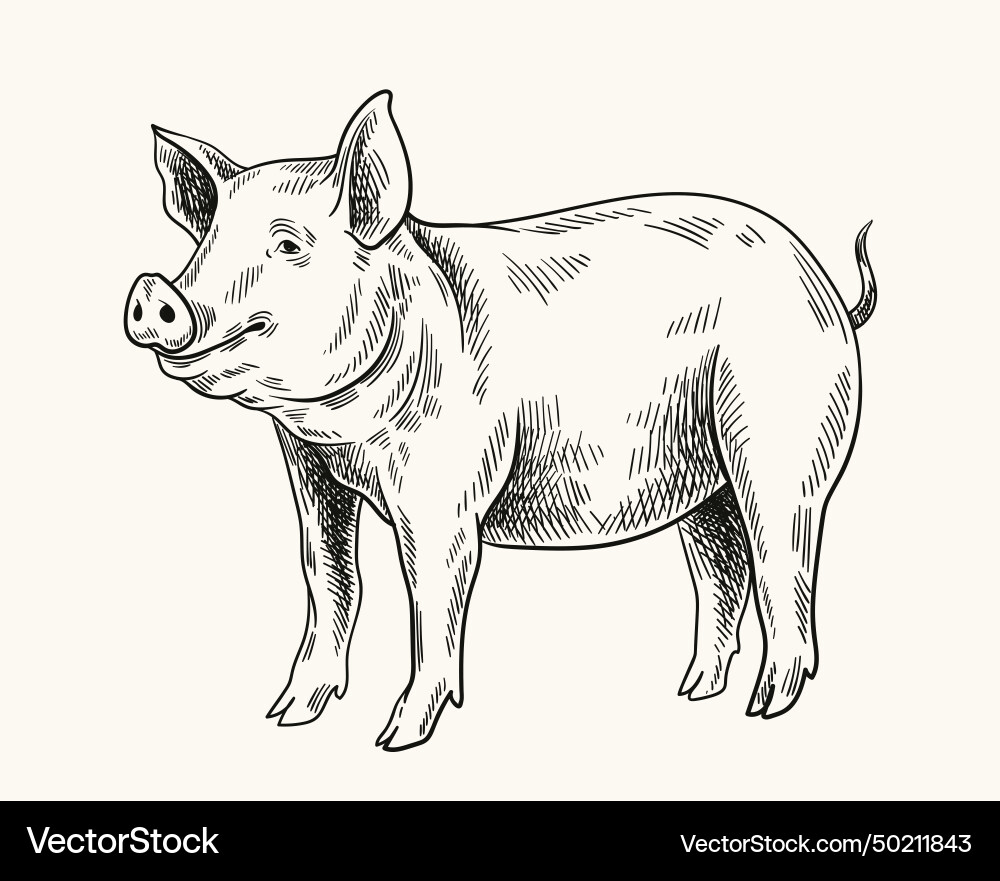 Pigs linear drawing Royalty Free Vector Image - VectorStock