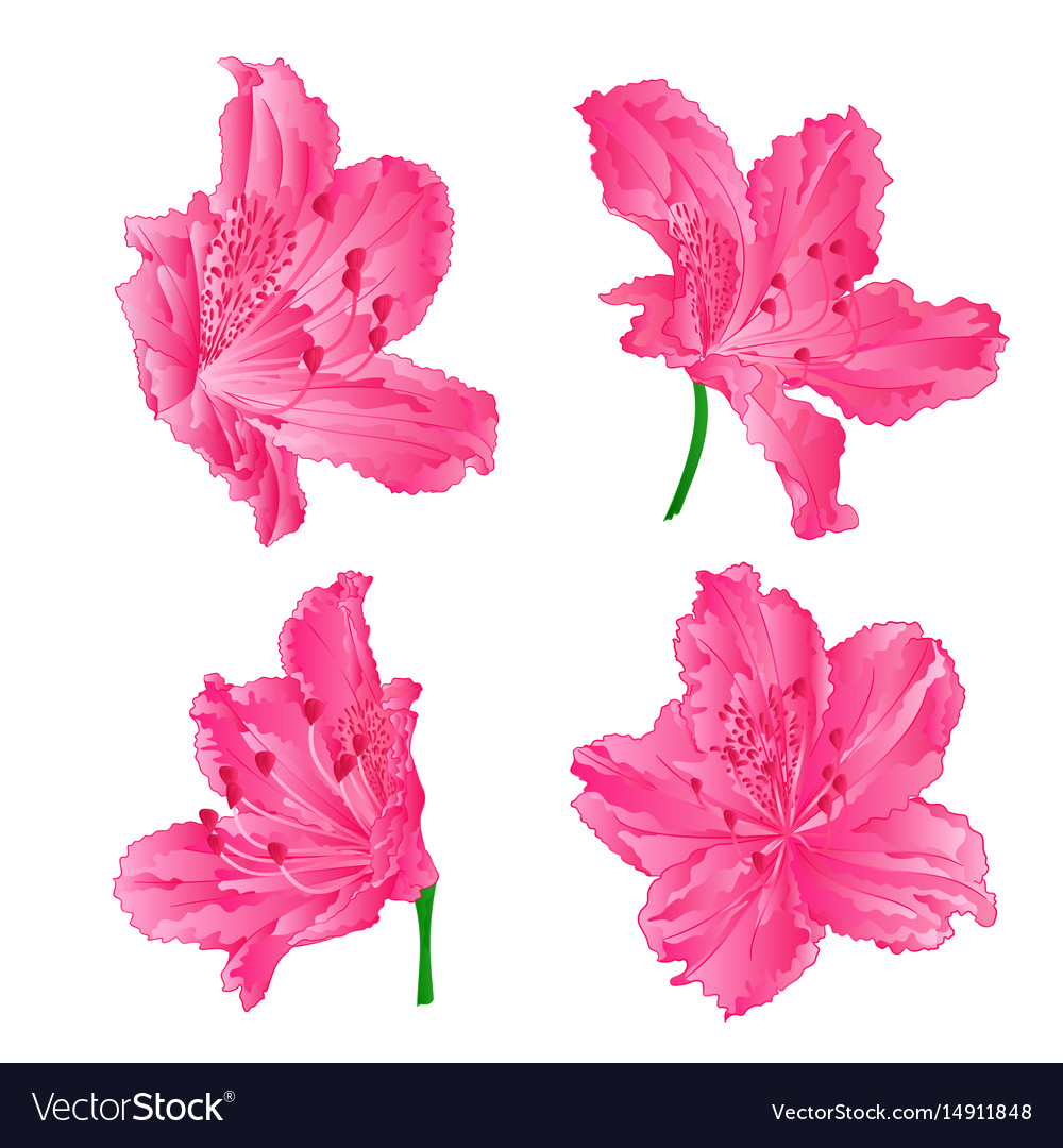 Blossoms pink rhododendrons set three Royalty Free Vector Blossoms pink rhododendrons set three Royalty Free Vector