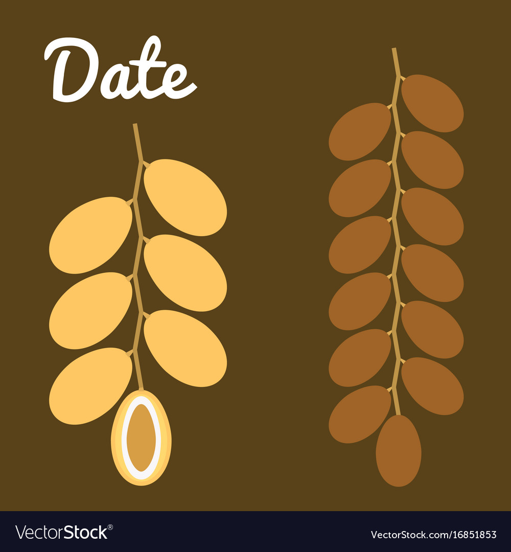 Dates fruit Royalty Free Vector Image - VectorStock